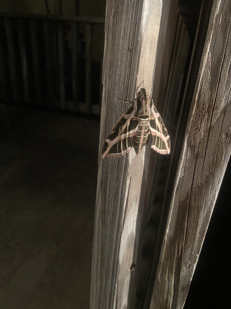 Vine Sphinx from Sagewood Trail, San Marcos, TX, US on July 14, 2023 at ...