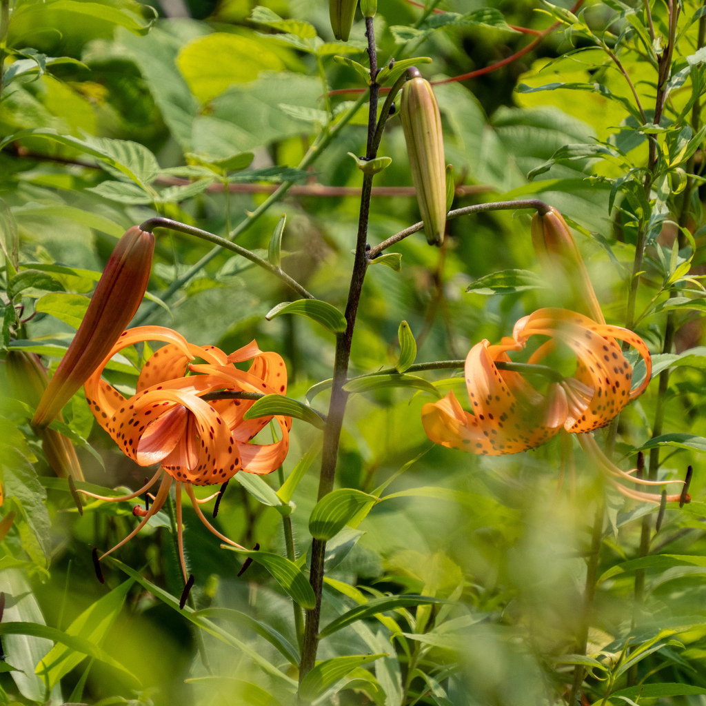 true lilies in July 2023 by kenttrulsson · iNaturalist