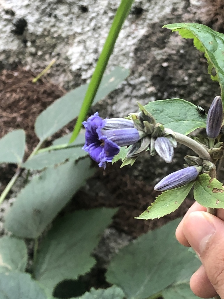 Tube clematis from 崂山风景区巨峰游览区, 青岛市, 山东省, CN on July 19, 2023 at 03:15 ...