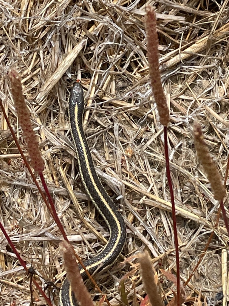 Coast Garter Snake from Fort Ord National Monument, Salinas, CA, US on ...