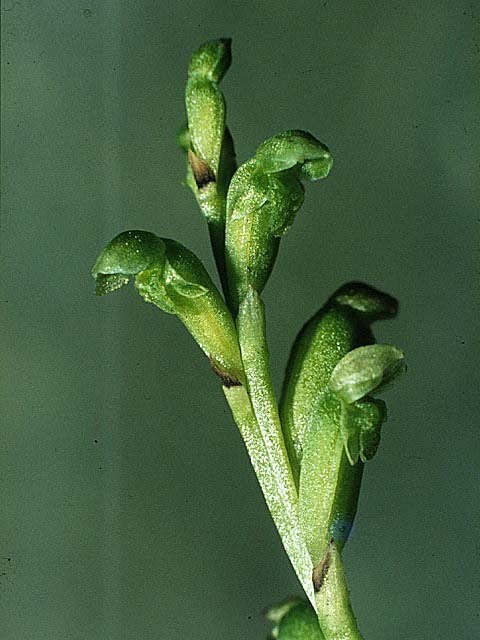 Small Onion Orchid from Moawhango River, Waiouru Military Area, New ...