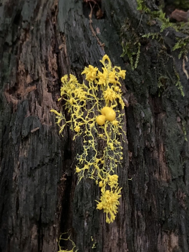 true slime molds in July 2023 by jim. Plasmodium. 4th picture taken ...