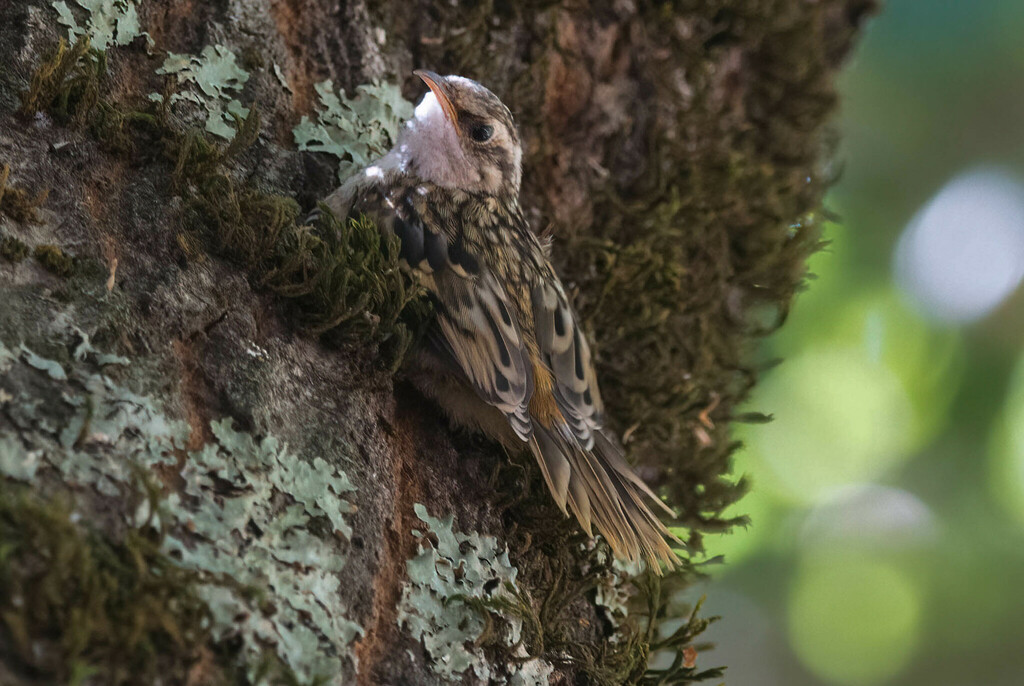 Brown Creeper from Santa Clara County, CA, USA on July 16, 2023 at 11: ...