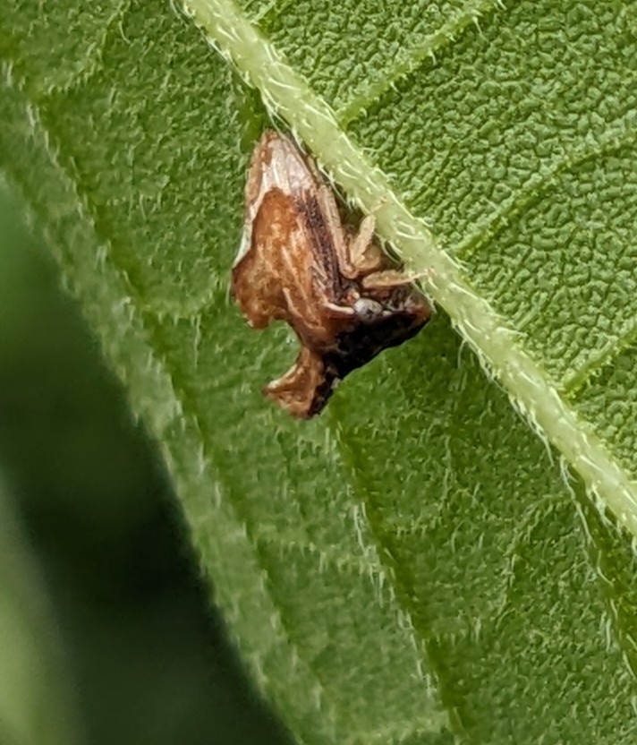 Keeled Treehopper from Cedar Falls, IA, USA on July 19, 2023 at 05:24 ...