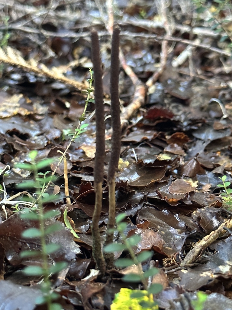 Ophiocordyceps from Ruakituri Wilderness Area, Urewera National Park ...