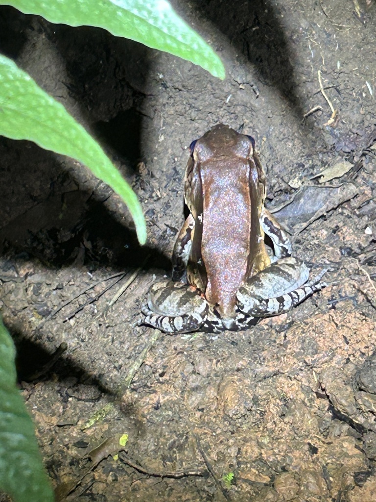 Savage's Thin-toed Frog from Soberanía National Park, Panamá, PA on ...