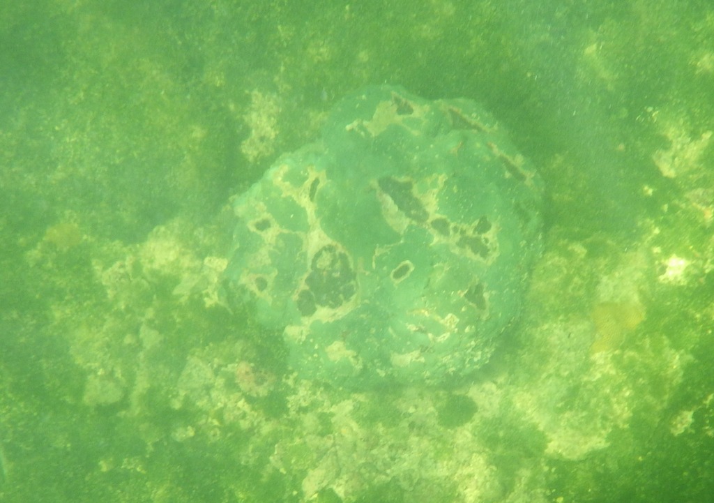 Loggerhead Sponge from Monroe County, FL, USA on July 11, 2023 at 11:14 ...