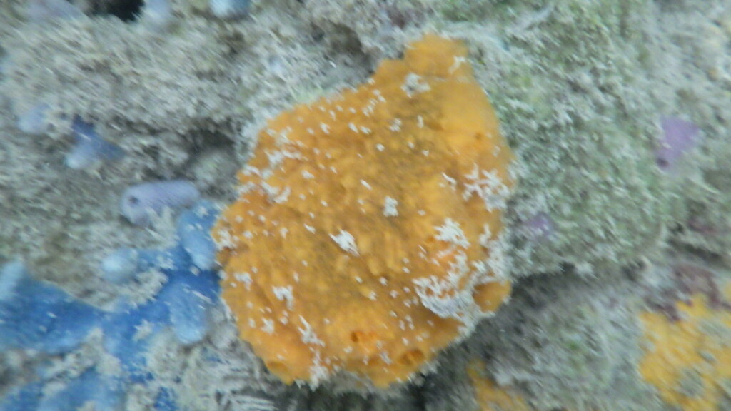 Fire Sponge from Monroe County, FL, USA on July 10, 2023 at 03:45 PM by ...