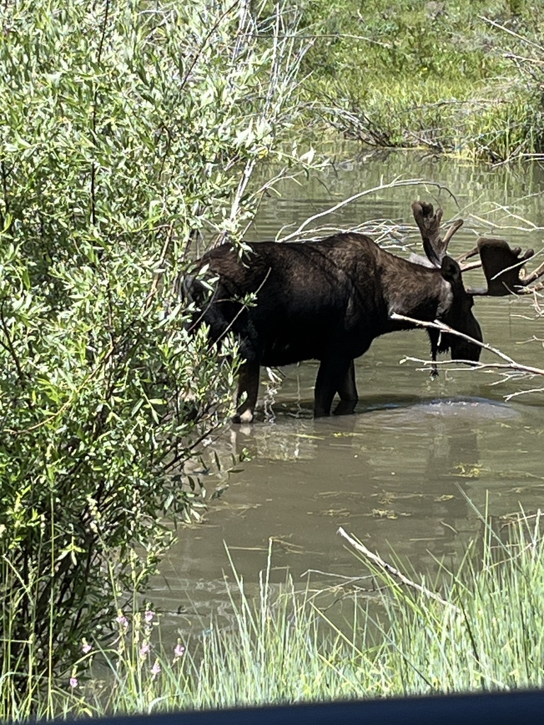 Moose from Twin Falls County, ID, USA on July 19, 2023 at 12:21 PM by ...