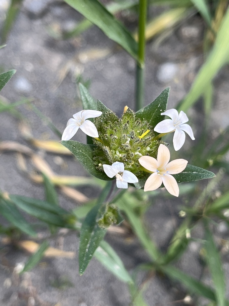 grand collomia from Twin Falls County, ID, USA on July 19, 2023 at 12: ...