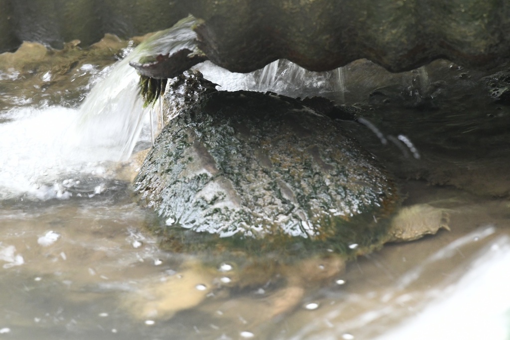 Common Snapping Turtle from Cedar Niles (Future), Olathe, KS, US on ...