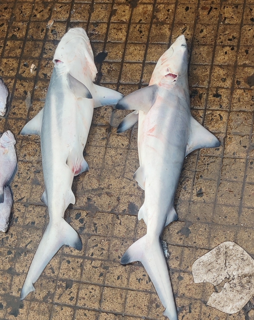 Graceful Shark in July 2023 by Vivek Rathod · iNaturalist