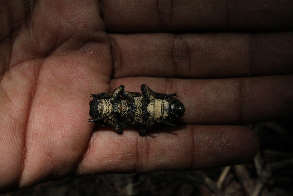Zopherus chilensis from Santa María Huatulco, Oax., México on July 19 ...