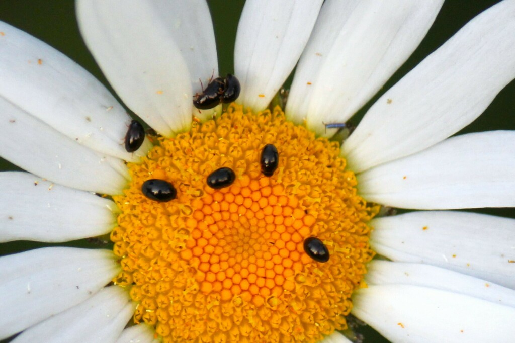 Common Pollen Beetle from Thunder Bay, ON, Canada on July 18, 2023 at ...