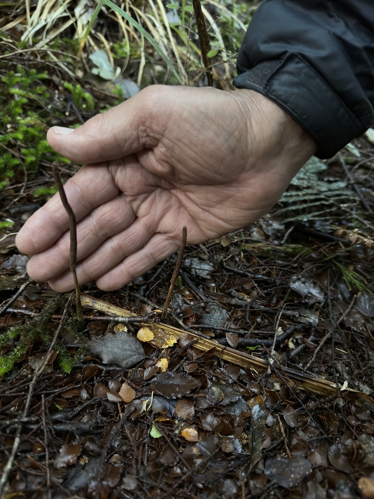 Ophiocordyceps from Te Urewera, Urewera National Park, Hawke's Bay, NZ ...