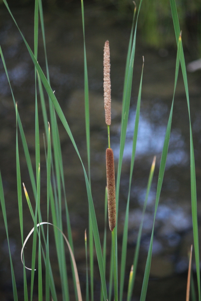 narrow-leaved cattail from Thunder Bay, ON, Canada on July 18, 2023 at ...
