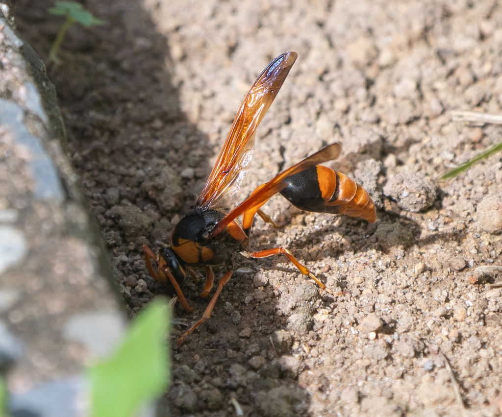 Orangetailed Potter Wasp from Walindi Plantation Resort, Kimbe, W. New ...