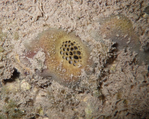 Geodia gibberosa · iNaturalist Ecuador