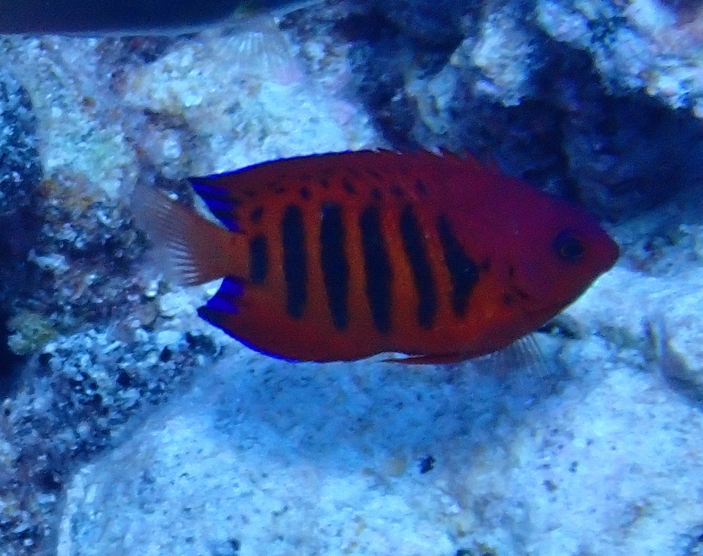 Flame Angelfish from Toau, Fakarava, French Polynesia on September 27 ...