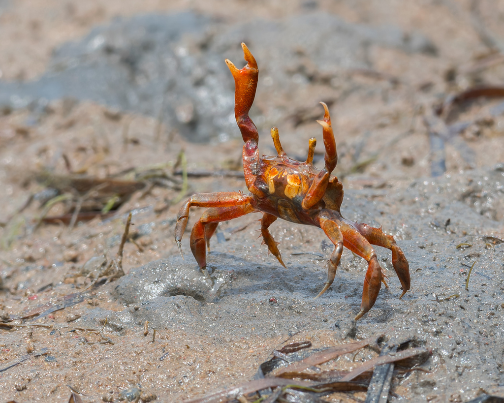Southern Sentinel Crab from Hastings VIC, Australia on January 26, 2018 ...