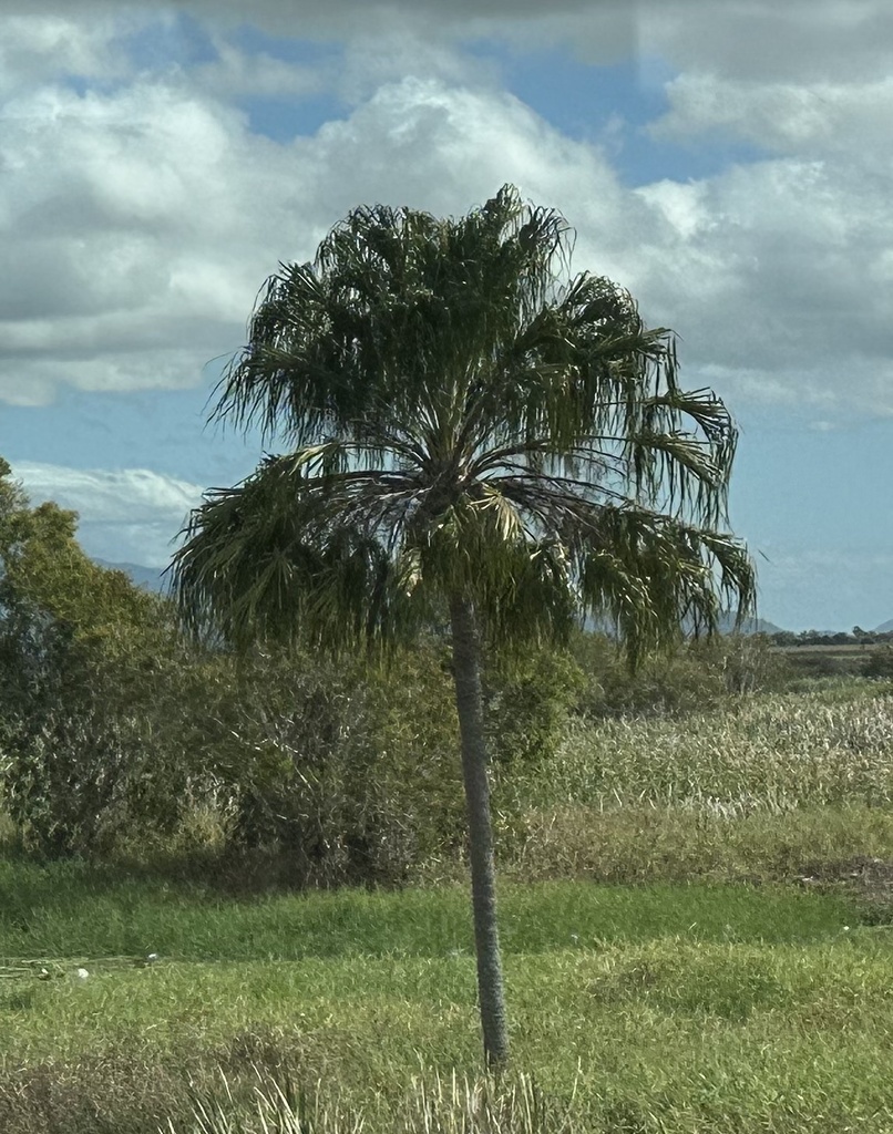 Ribbon Fan Palm from Drysdale St, Brandon, QLD, AU on July 11, 2023 at ...