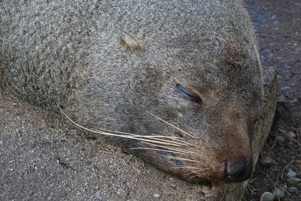 Long-nosed Fur Seal from South Hill, Oamaru, New Zealand on July 19 ...