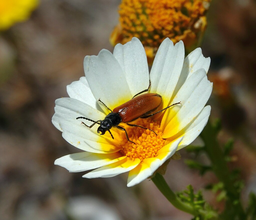 Omophlus from Kiotari, Griechenland on April 21, 2023 at 02:01 PM by ...
