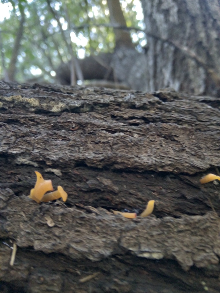 Fan-shaped Jelly Fungus from Marga Marga, Valparaíso, Chile on July 26 ...