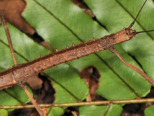 Seychelles Stick Insect (Carausius sechellensis) · iNaturalist United ...