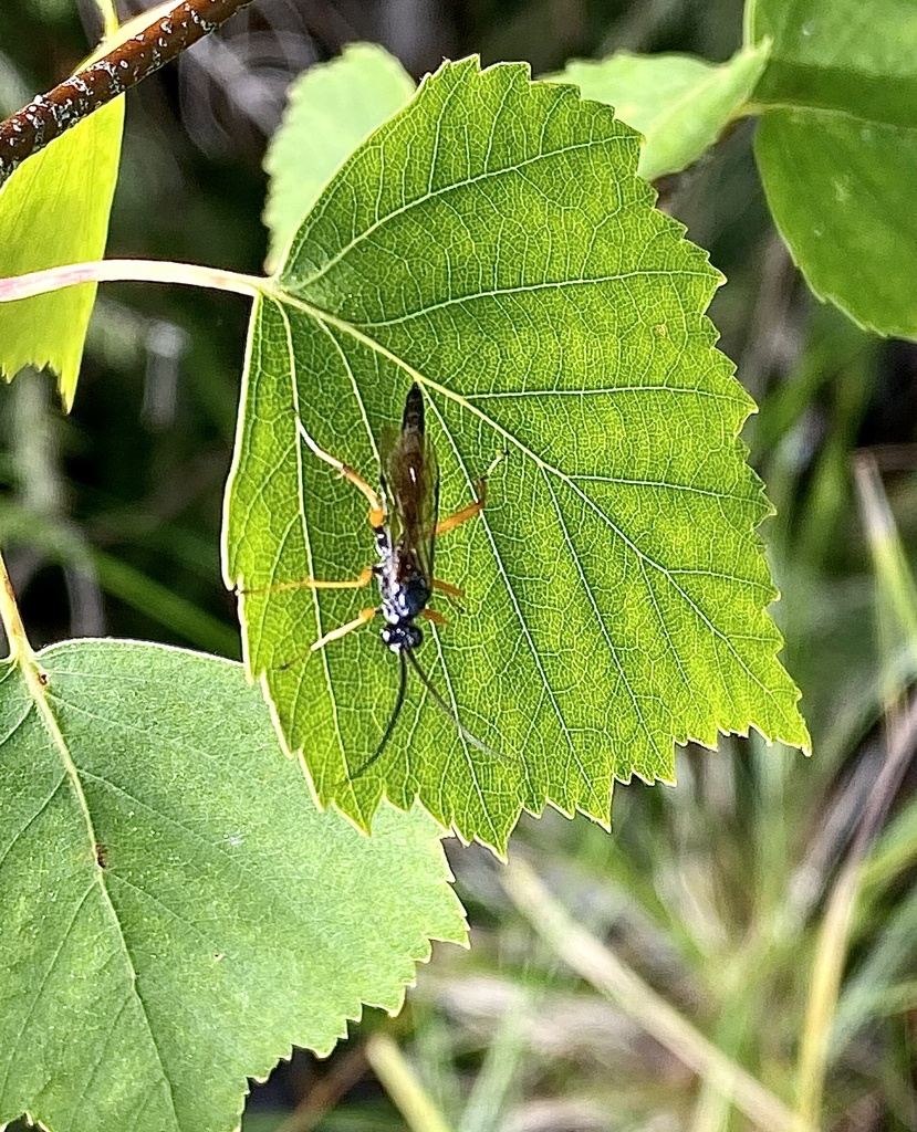 Winged and Once-winged Insects from Kamppiniemi, Turku, 19, FI on July ...