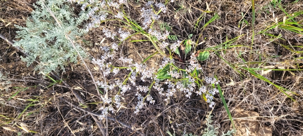 Goniolimon tataricum from Republic of Kalmykia, Russia, 359032 on June ...