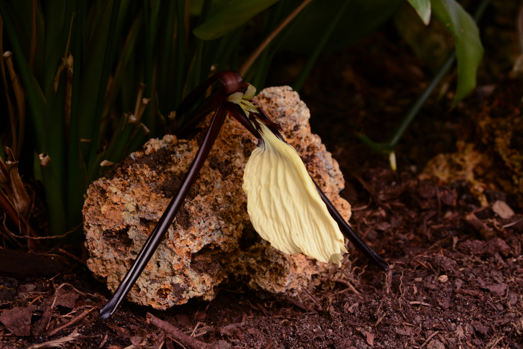 gingers, bananas, and allies (Zingiberales) - Botanical Realm