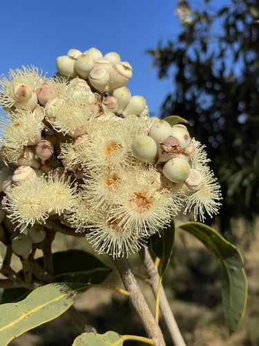 Desert Bloodwood (Corymbia terminalis) · iNaturalist