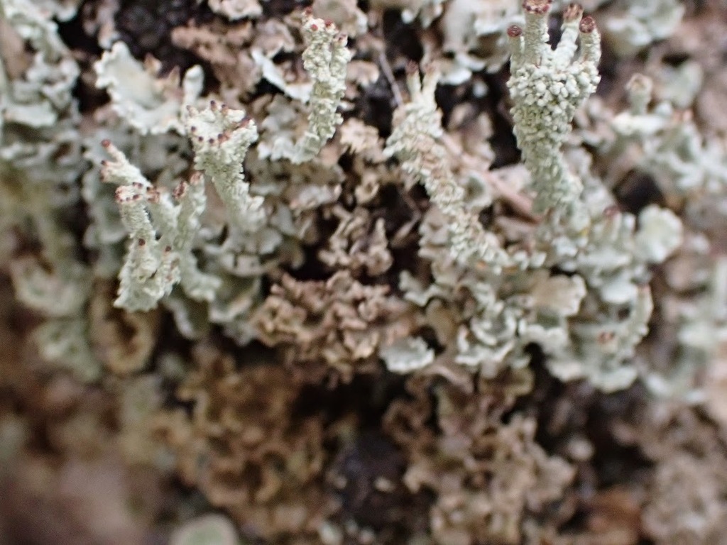 Dragon Horn from Graffham Common Nature Reserve West Sussex, UK on July ...