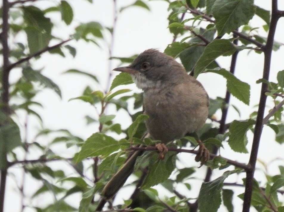 Common Whitethroat from Graffham Common Nature Reserve West Sussex, UK ...
