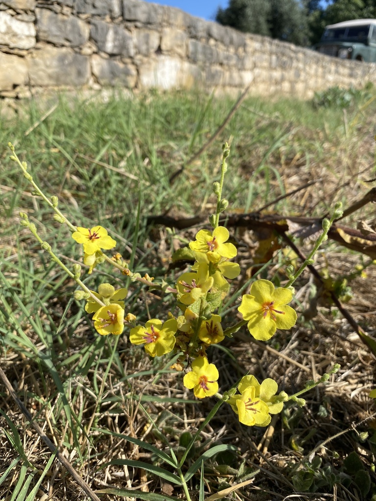 wavyleaf mullein from Olalhas, Olalhas, Centro, PT on July 20, 2023 at ...