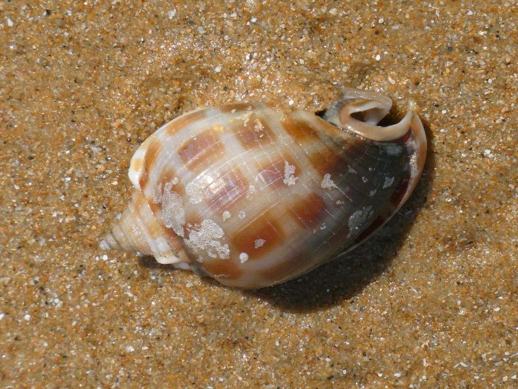 Checkerboard Bonnet Snail from Cassowary Coast, QLD, Australia on June ...