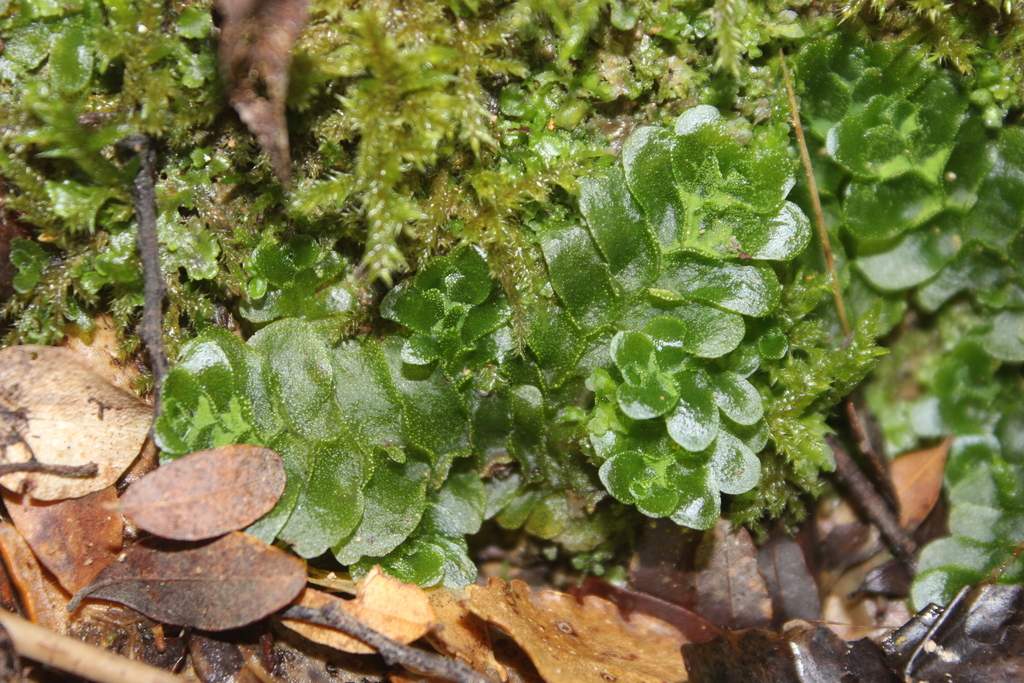 Treubia lacunosa from Days Bay, Lower Hutt 5013, New Zealand on July 19 ...