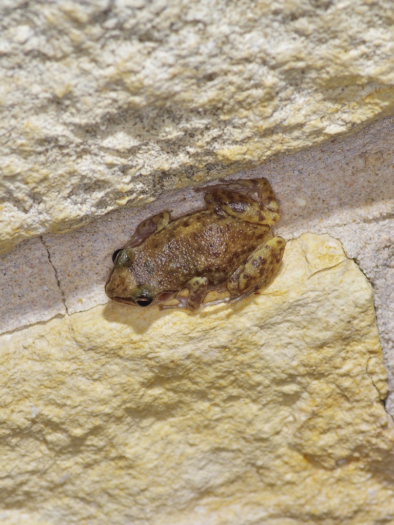 Rio Grande Chirping Frog in July 2023 by Michelle · iNaturalist