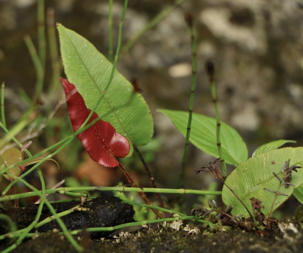 ferns in July 2023 by Ty Cooley. Vibrant red new growth on this cute ...