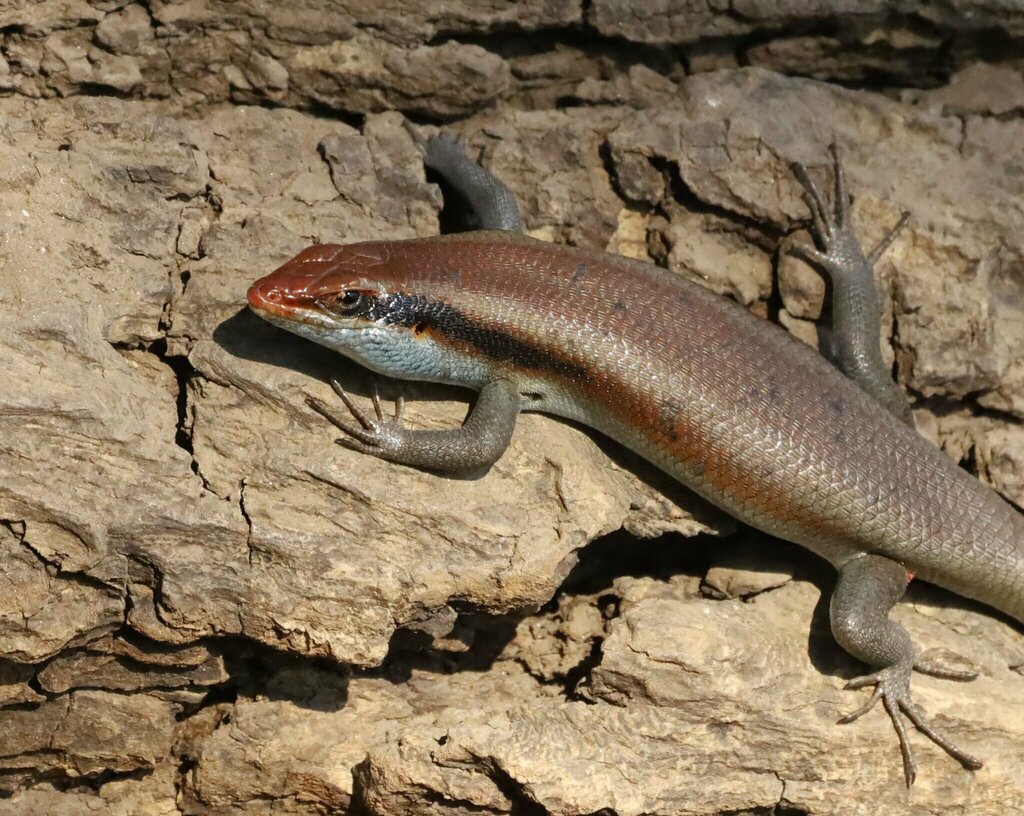 Wahlberg’s Striped Skink from Guruve, Zimbabwe on July 1, 2023 at 08:36 ...