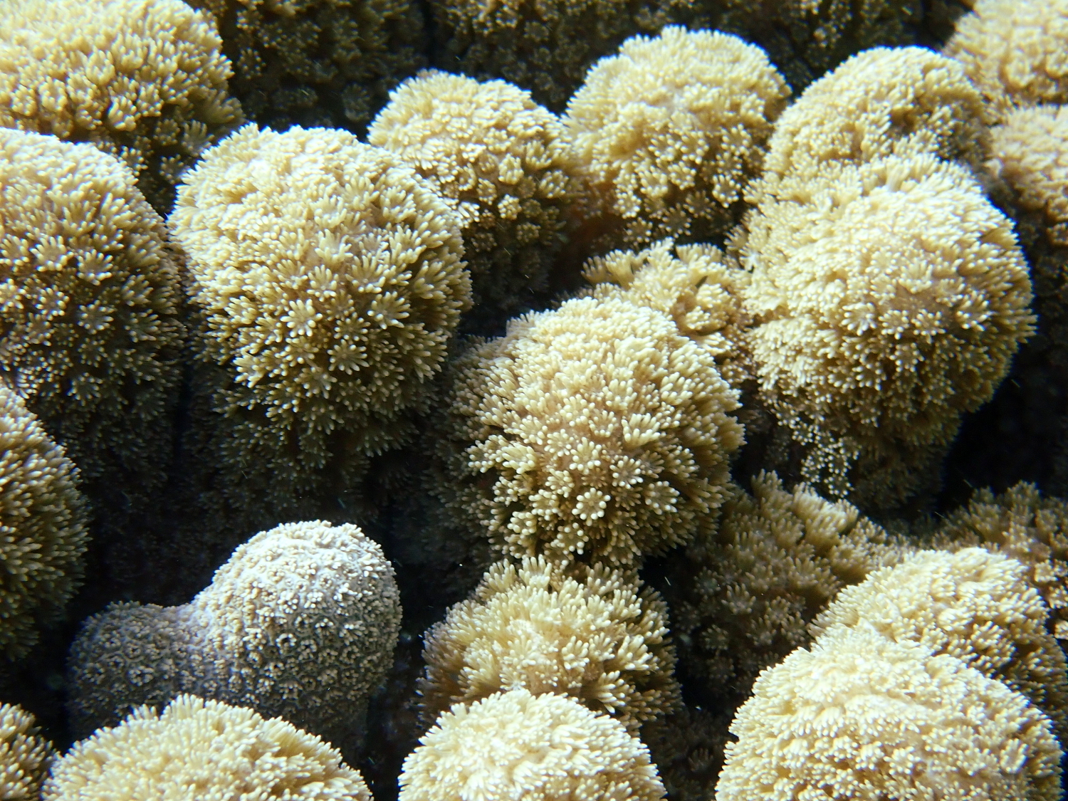 Porites furcata Lamarck, 1816