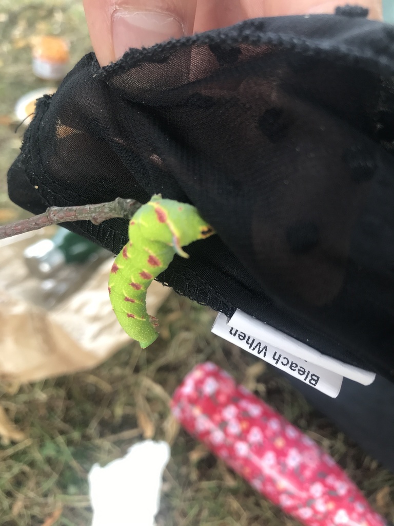 Lime Hawkmoth from Maximus-von-Imhof-Forum, Freising, Bayern, DE on ...