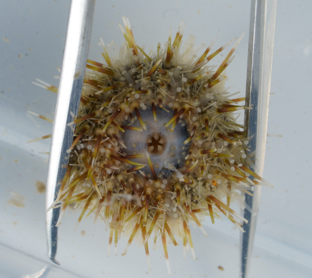Temnopleurus michaelseni from Cockburn, WA, Australia on July 17, 2023 ...