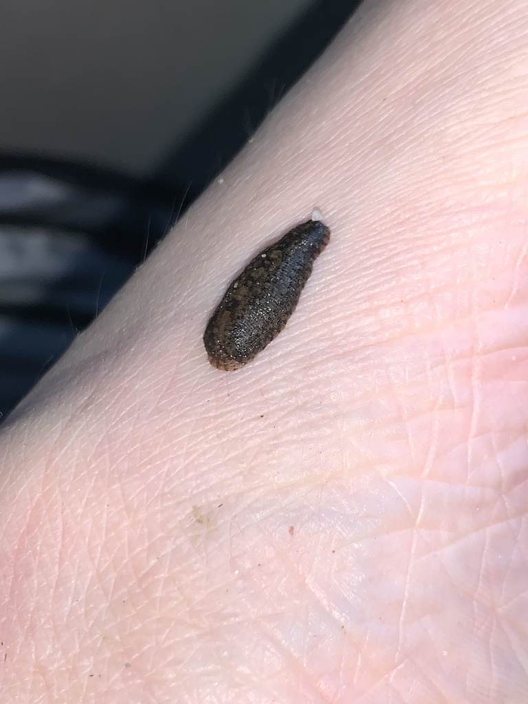 Turtle Leeches in July 2023 by Sarah Kulis · iNaturalist