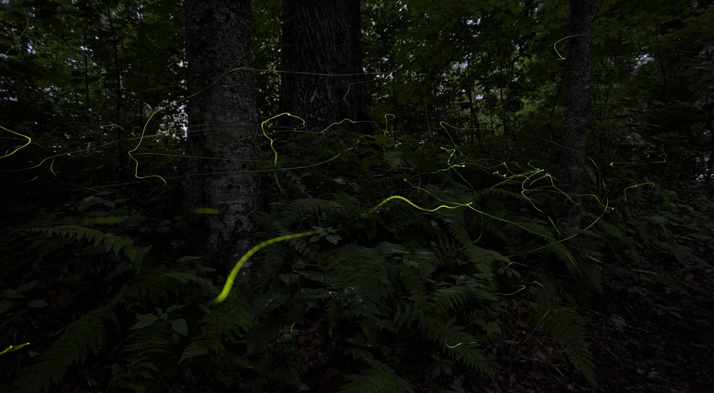 Blue Ghost Firefly from Ashe County, NC, USA on July 19, 2023 at 09:04 ...