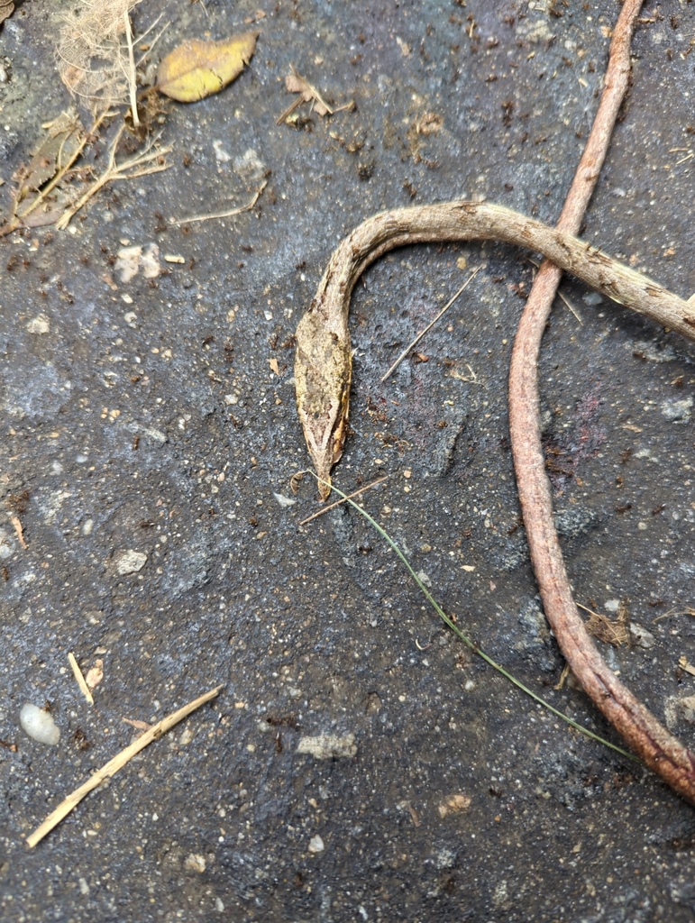 Brown-speckled Whipsnake in July 2023 by Adam Aslam. Agamid in stomach ...
