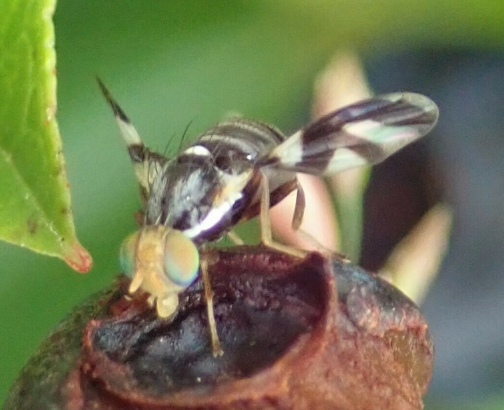 Blueberry Maggot from 316 Beech Hill Rd, Rockport, ME 04856 on July 17 ...