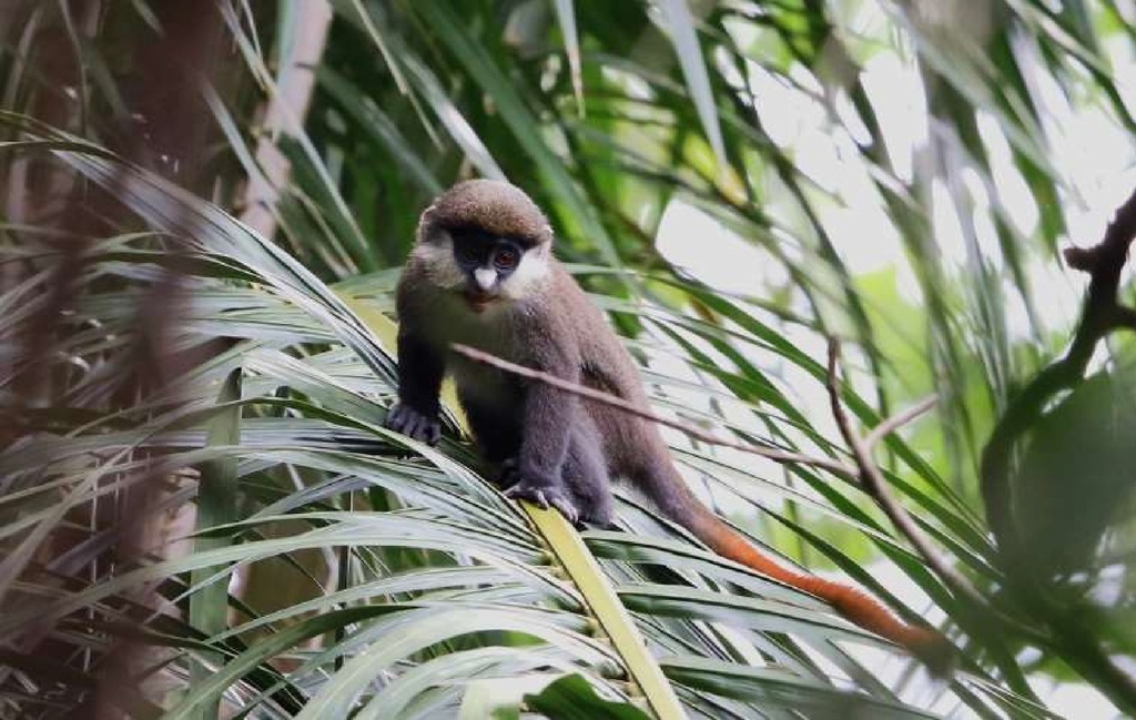 Schmidt's Red-tailed Monkey from Uganda on April 20, 2019 at 01:16 PM ...