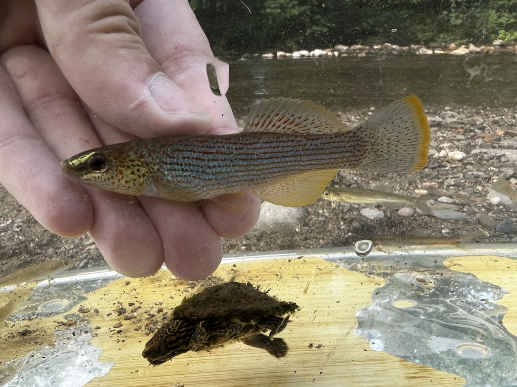 Northern Studfish in July 2023 by Nick · iNaturalist